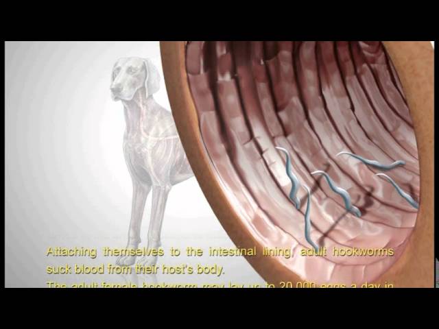 Intestinal Worm Parasites in Dogs - DogTraining.World
