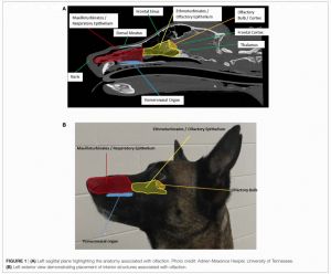 When the Nose Doesn’t Know: Canine Olfactory Function Associated with ...