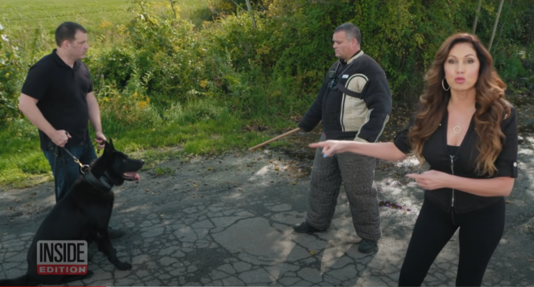 Dog Training World - DogTraining.World