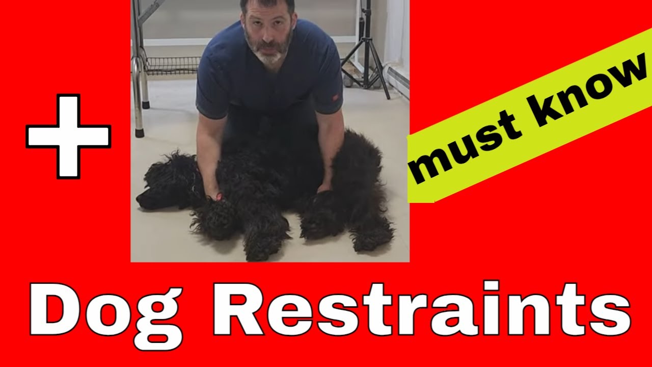 Dog Restraints for First Aid and Exams - DogTraining.World